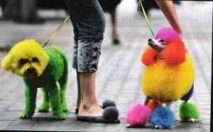 Curiosidades: Colores de perros para todos los gustos - Mascotalia