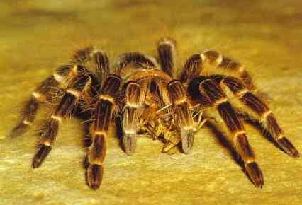 ¿Cómo alimentar a una tarántula? - Mascotalia