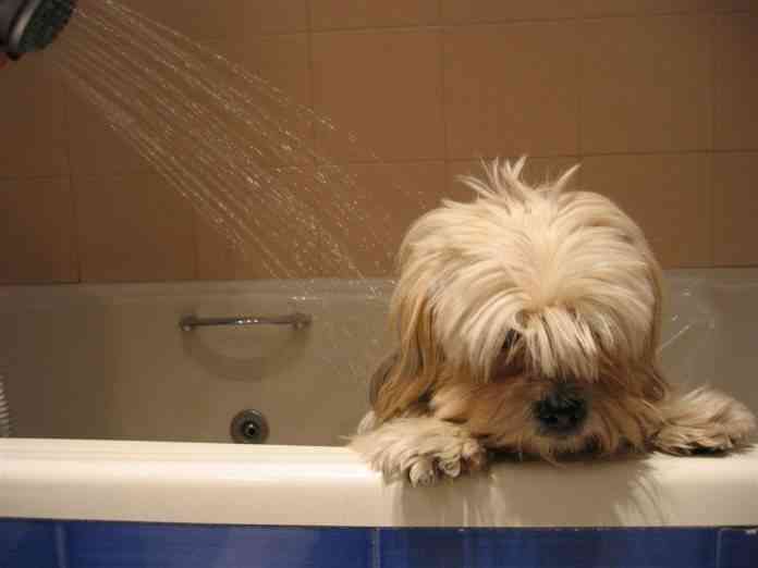 Aprende a bañar a tu perro - Mascotalia