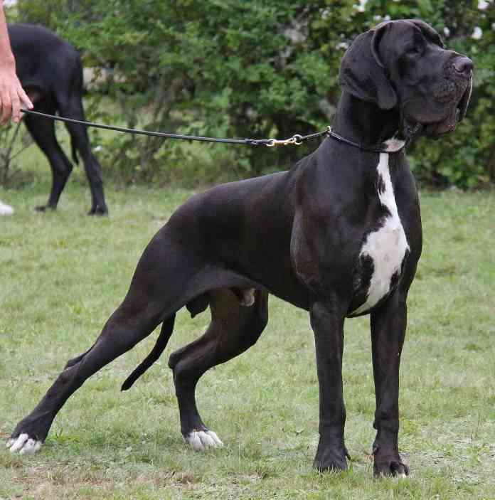 El Dogo Alemán o Gran Danés - Mascotalia