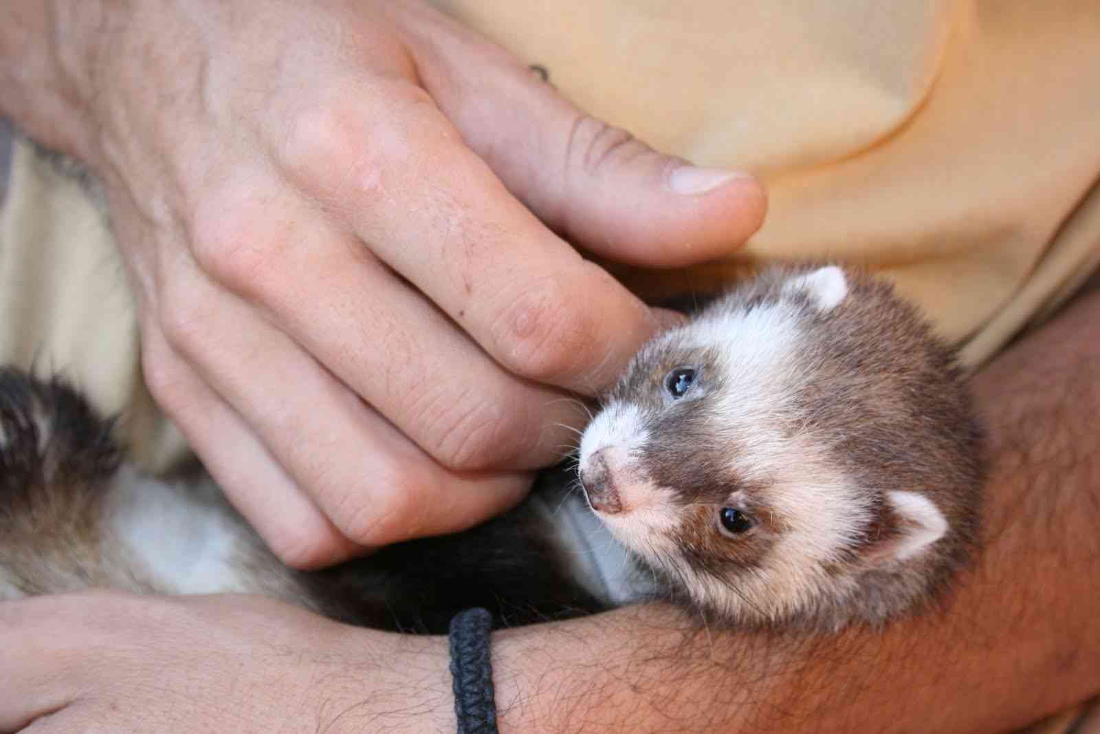 Cómo cuidar a tu hurón cachorro - Mascotalia