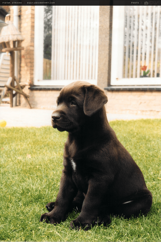 Perro labrador raza, características y morfología
