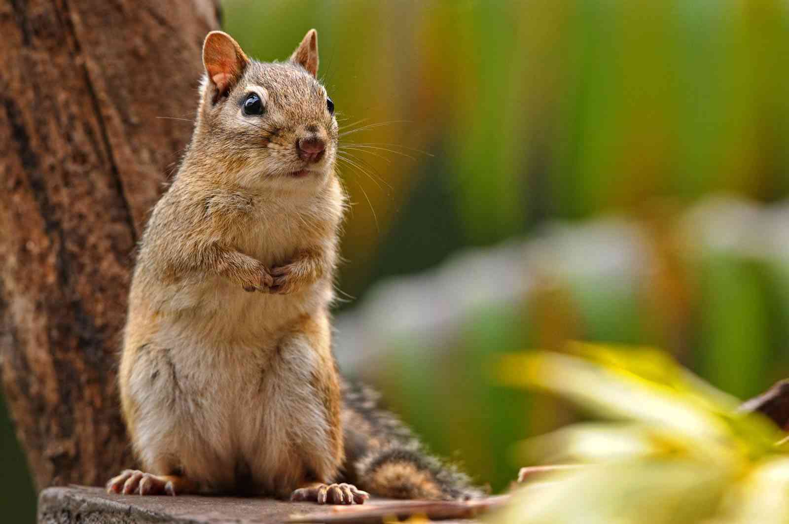 Ardillas domésticas y consejos para que sean felices