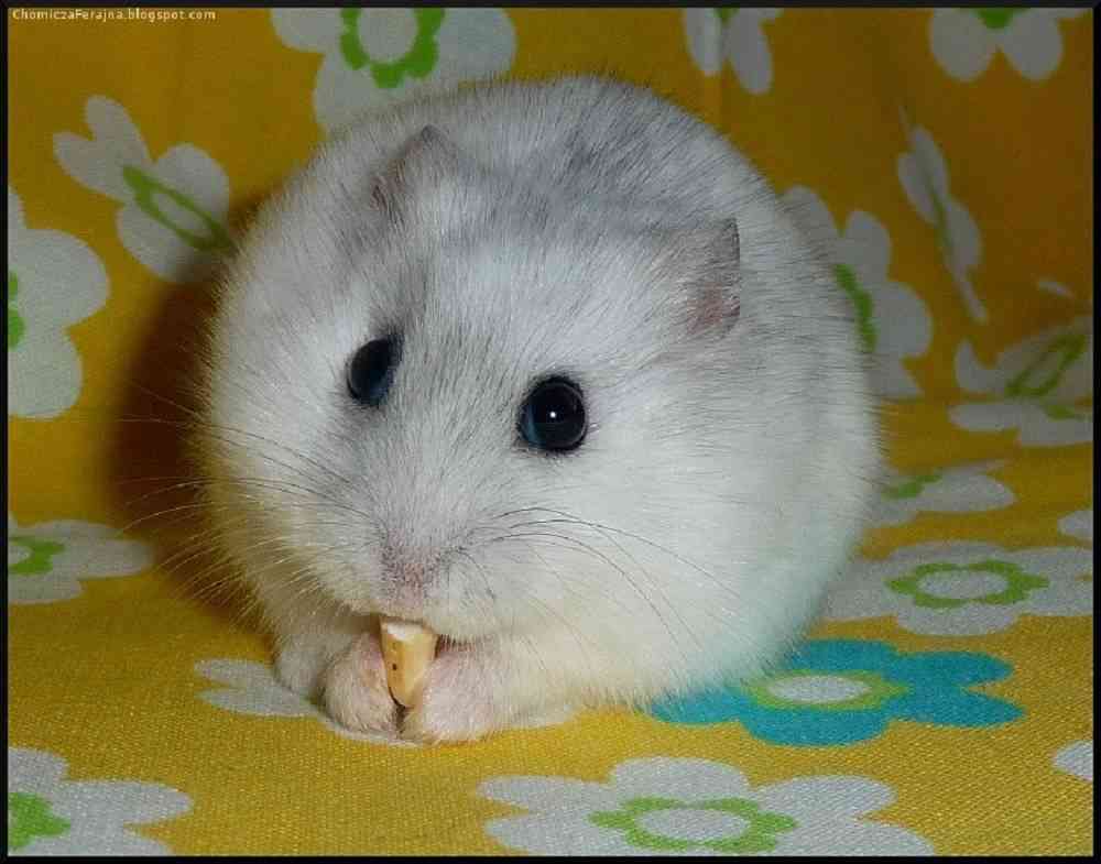 Hámster común como cuidarlo y su mantenimiento básico