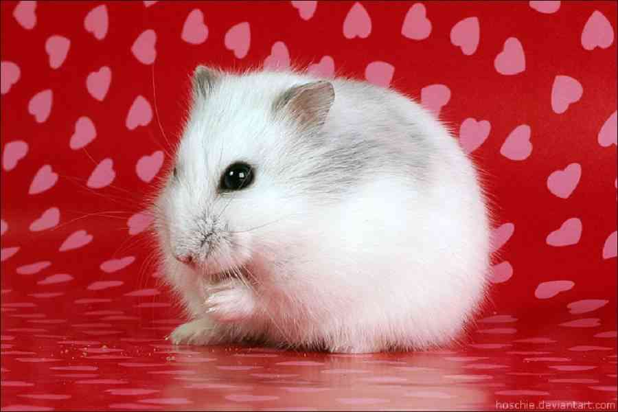 Hámster común como cuidarlo y su mantenimiento básico