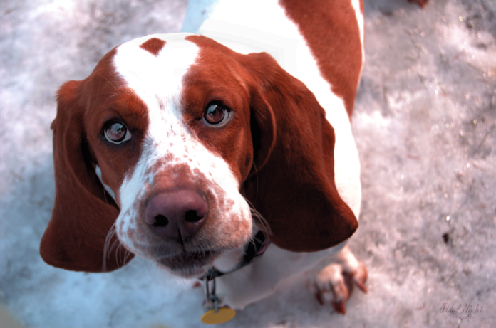 Las razas de perros más tranquilos que hay ¿Cuál prefieres?