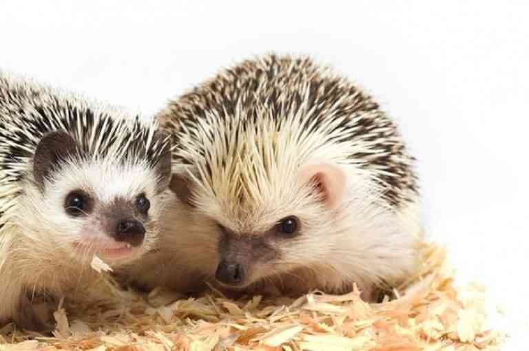 Los cuidados básicos de un erizo como animal de compañía