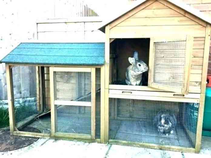 Animales domésticos: ¿Cómo cuidar a un conejo?