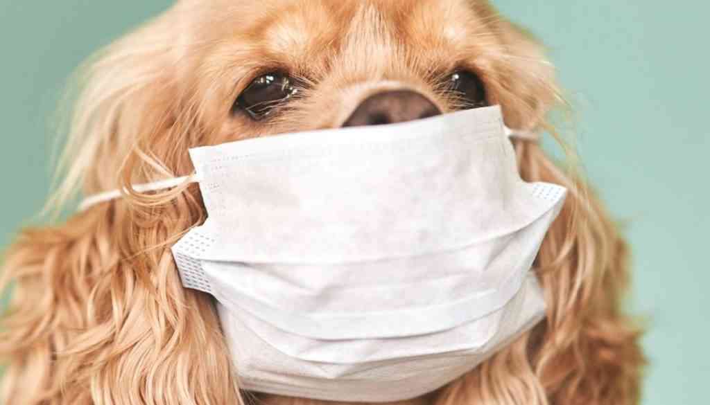 How to remove dogs during the quarantine period - Best Family Pets
