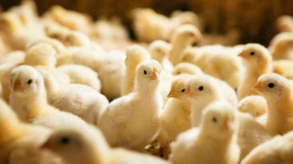 Curiosidades de las aves que te pueden resultar interesantes