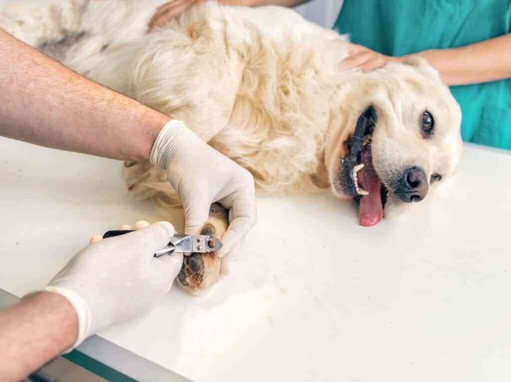 Cómo cuidar las uñas de los perros y consejos