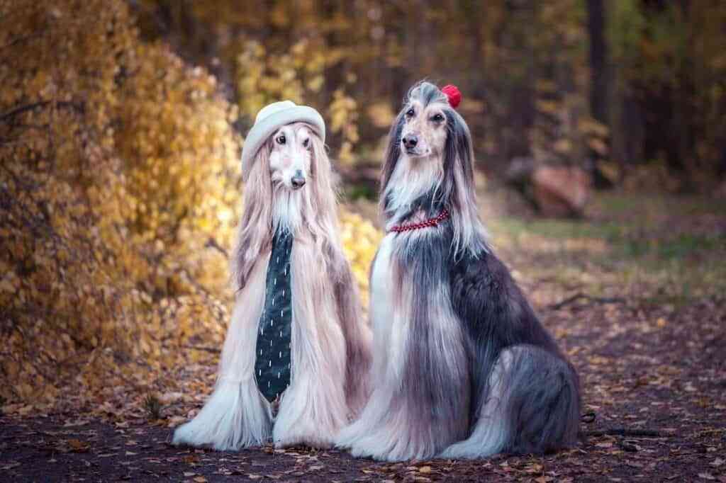 Los perros de pelaje largo y sus cuidados para mantenerlo